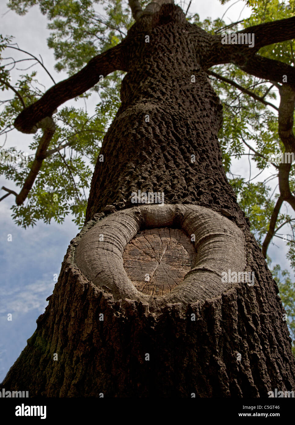 Tree with personality and scar after branch Stock Photo - Alamy