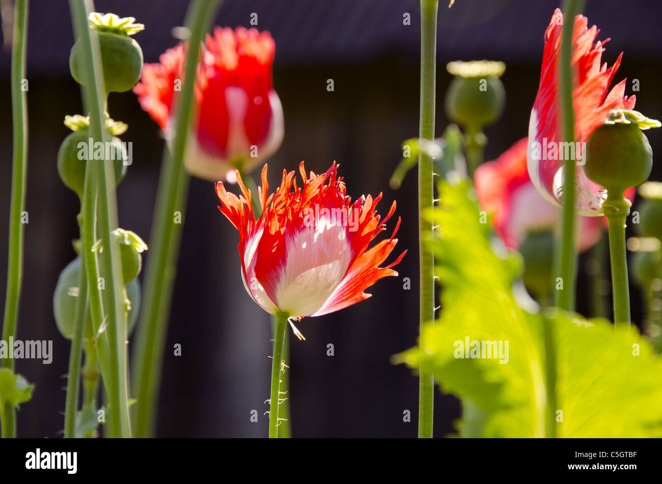 Poppy colors hi-res stock photography and images - Alamy