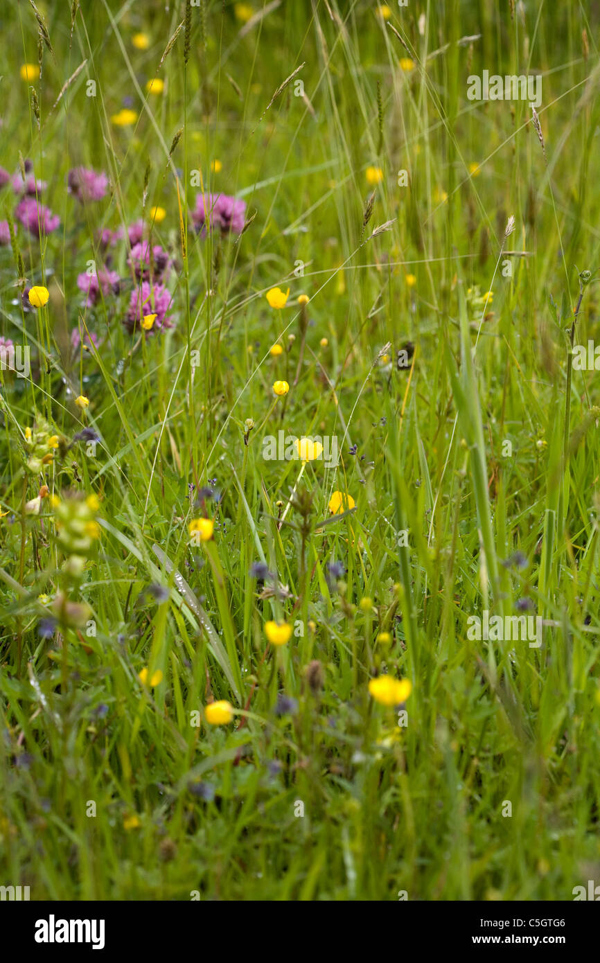 Meadow Buttercup growing in a field at Threlkeld Cumbria England Stock ...