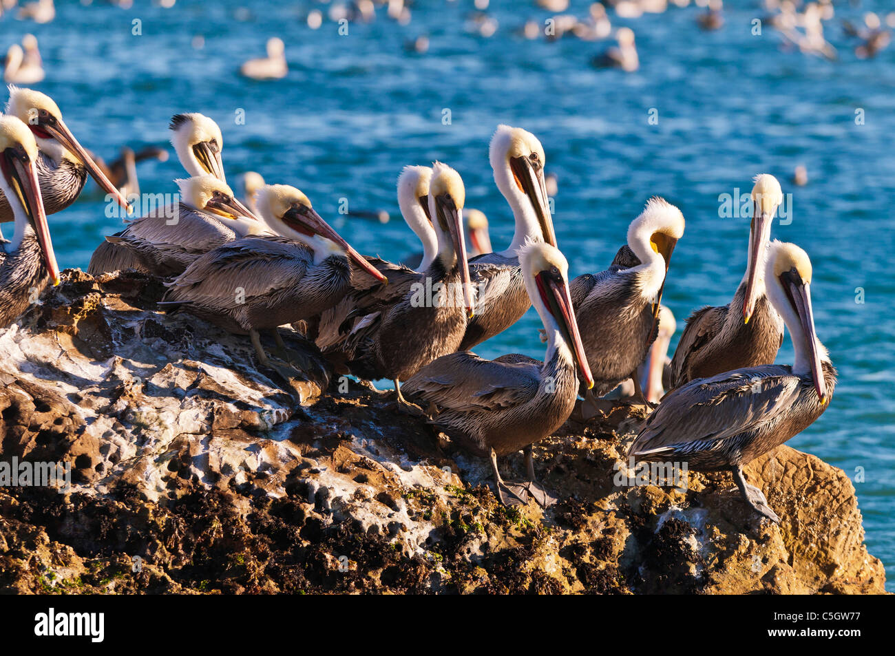 California brown pelicans (Pelecanus occidentalis), Avila Beach ...