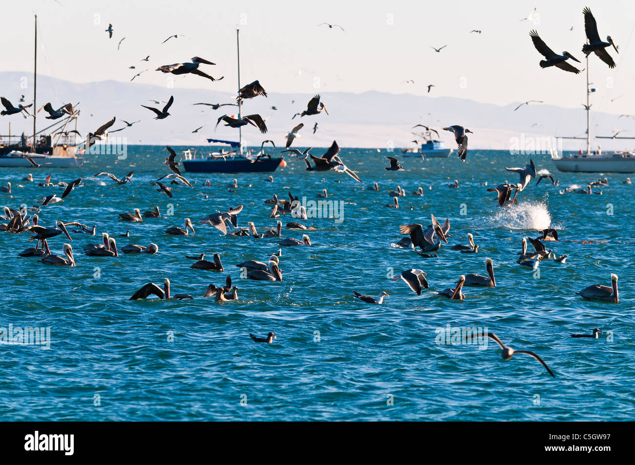 California brown pelicans (Pelecanus occidentalis), Avila Beach ...