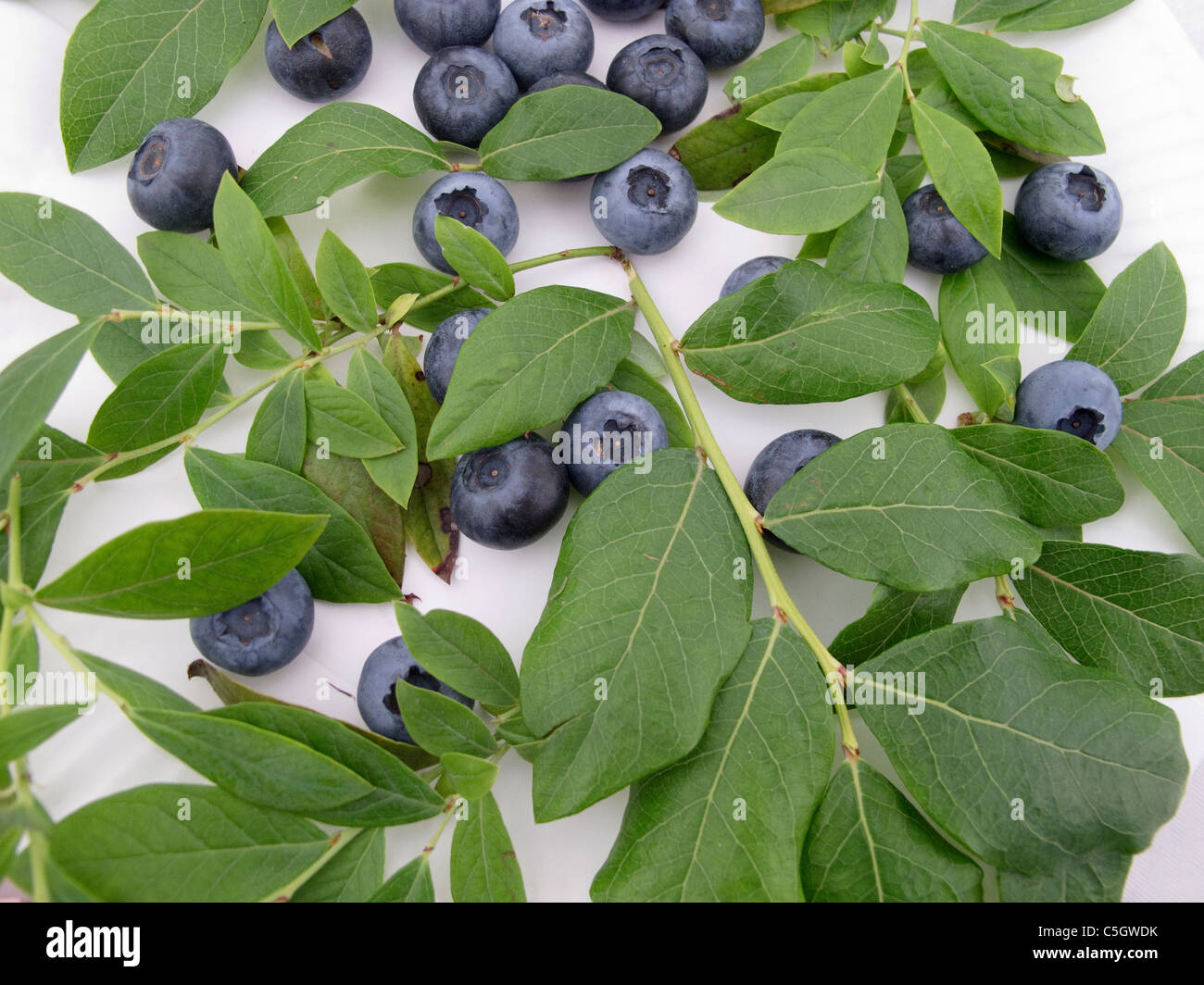 Blueberrys and Leaves-1 Stock Photo - Alamy