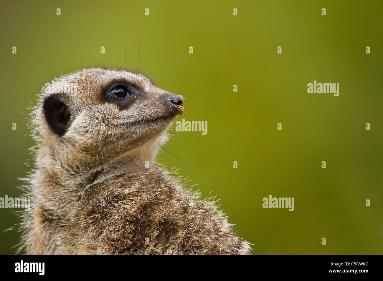 Meerkat on green background - captive Stock Photo - Alamy