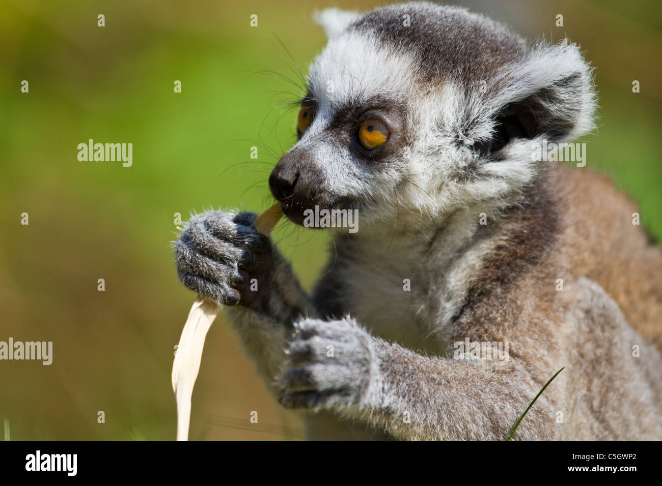 Baby Ringtail Lemur - Captive Stock Photo - Alamy