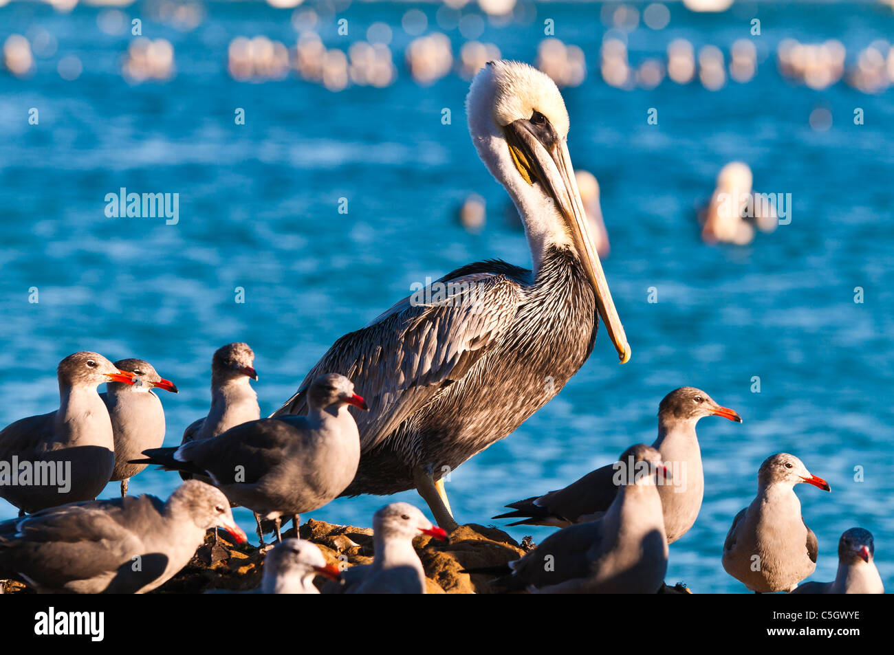 California brown pelicans (Pelecanus occidentalis), Avila Beach ...