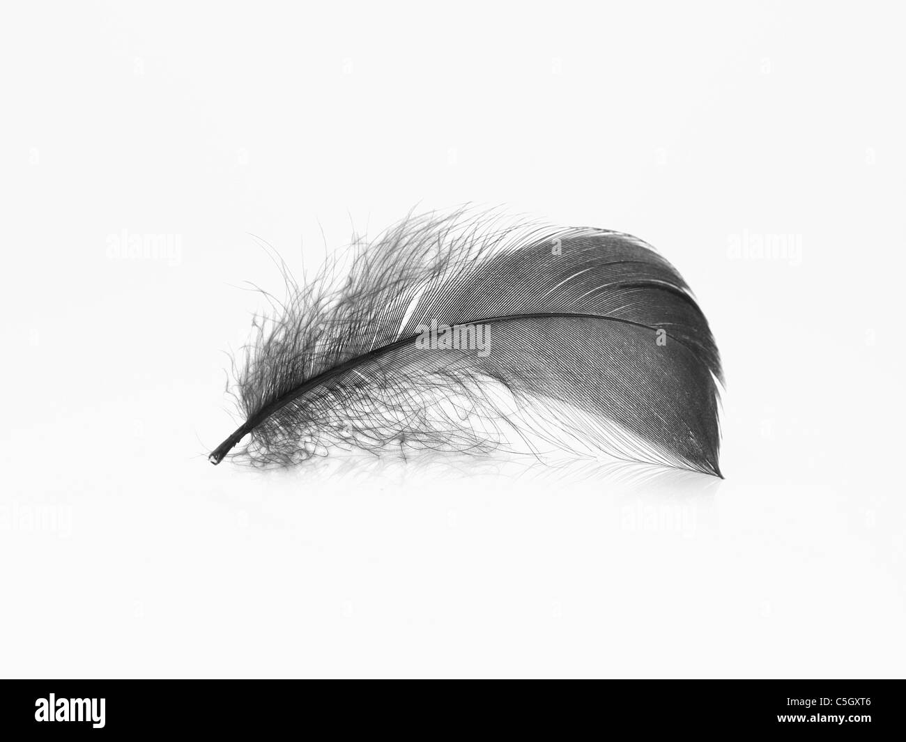 Bird tail feather Cut Out Stock Images & Pictures - Alamy