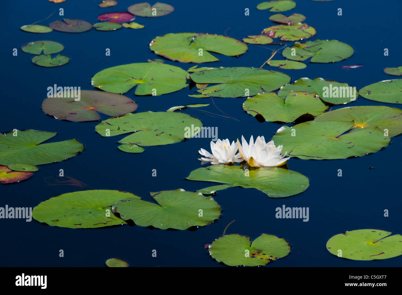 Pond water lilly hi-res stock photography and images - Alamy