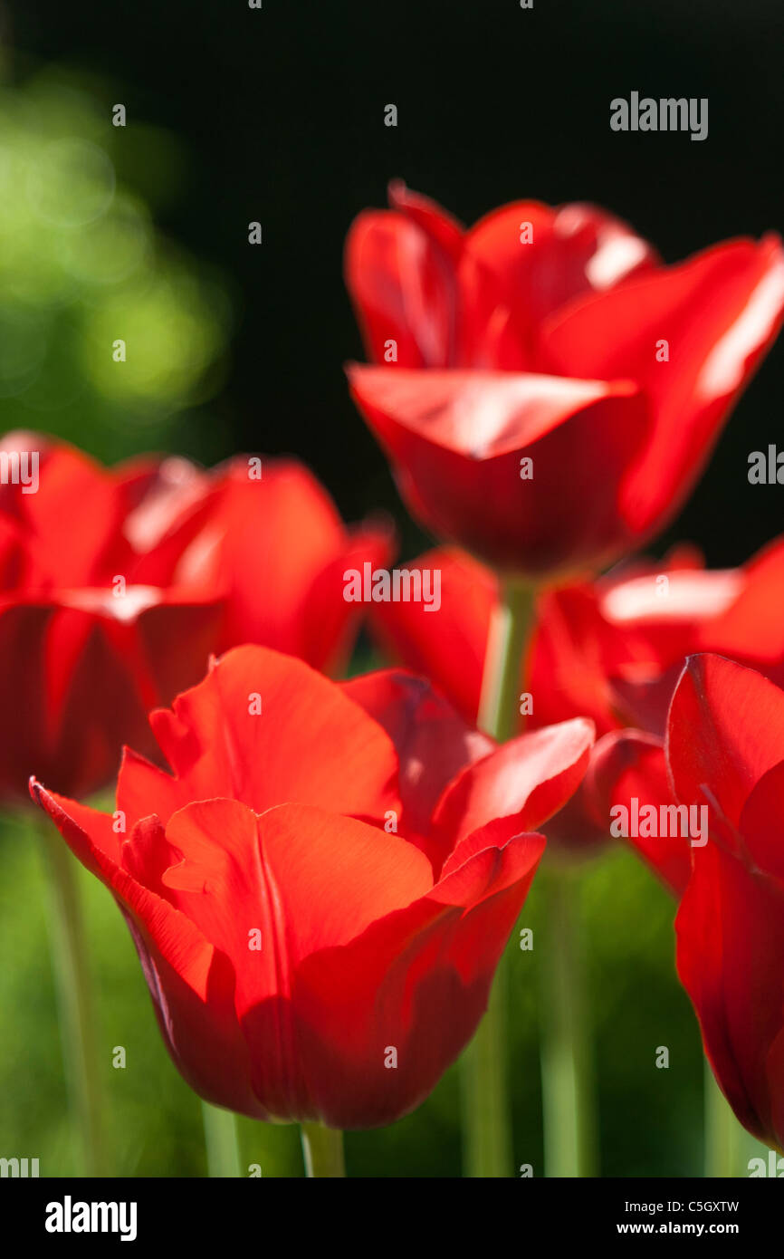 Red back lit hi-res stock photography and images - Alamy