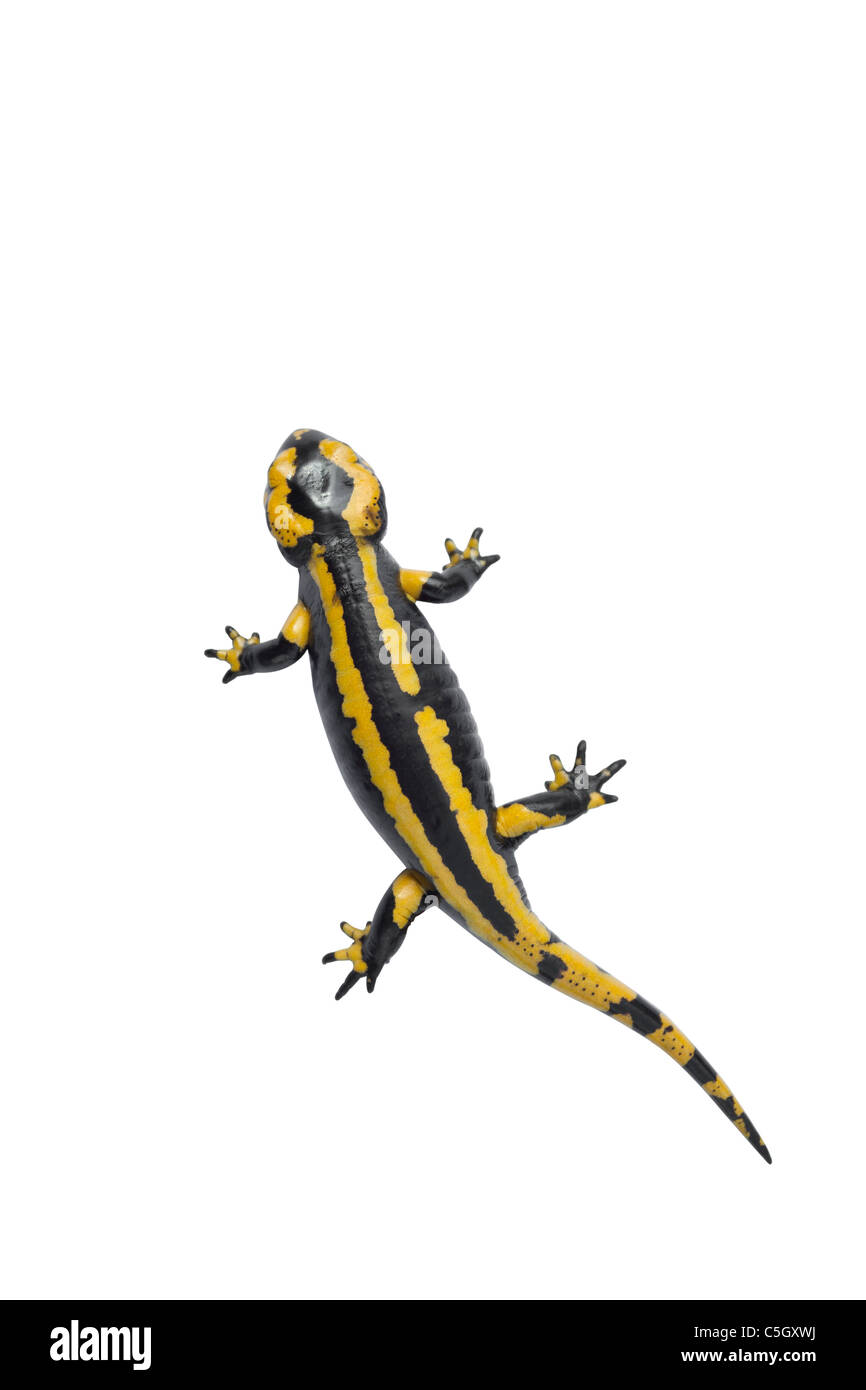 Beautiful salamander isolated on a white background Stock Photo - Alamy