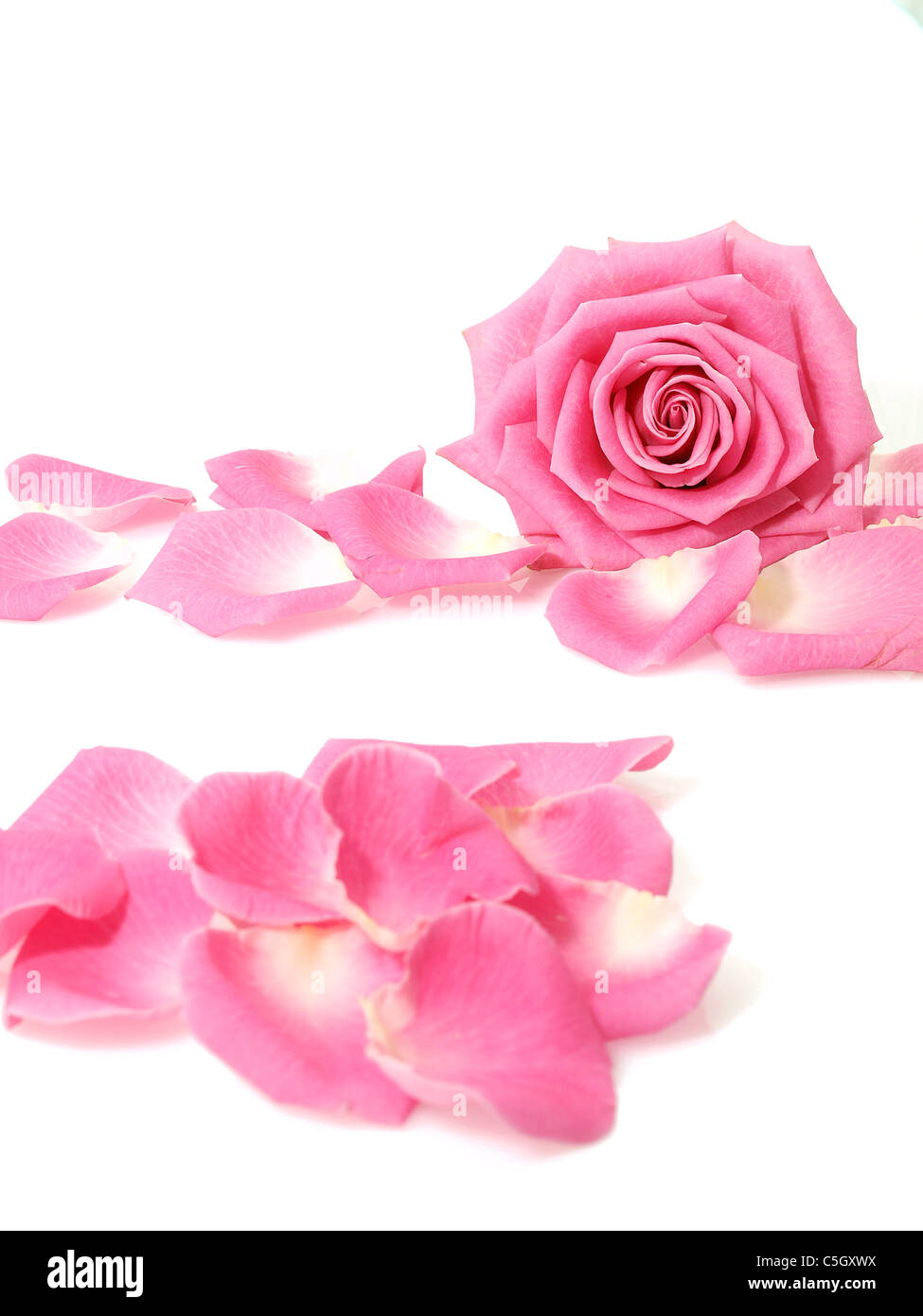 Pink rose and petals Stock Photo - Alamy