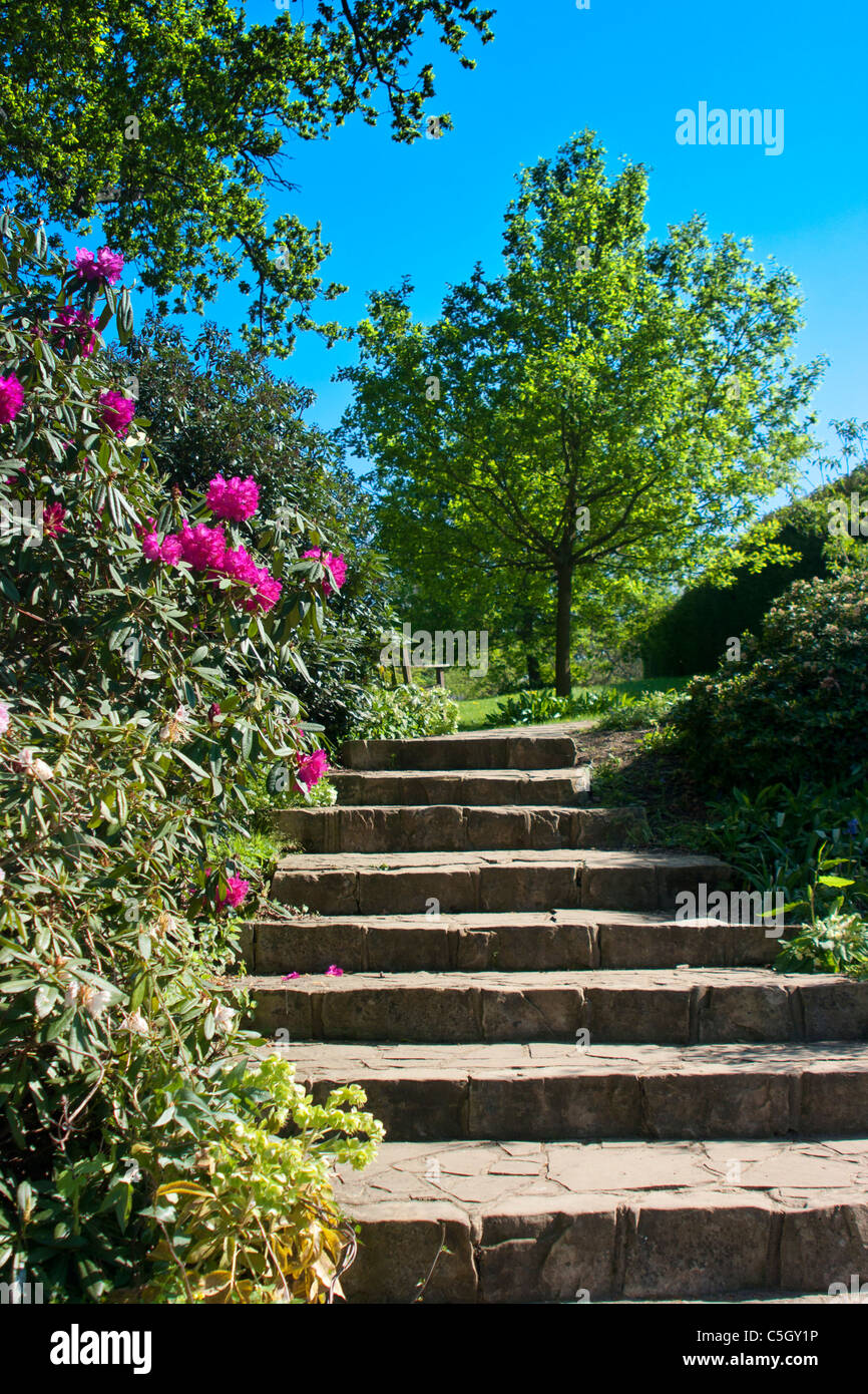 Steps alongside rhododenron bushes Stock Photo - Alamy