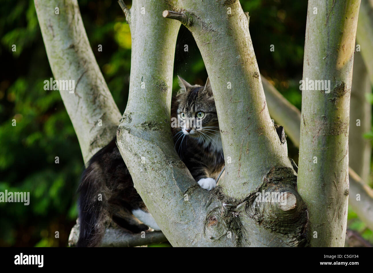 A tabby cat on a tree Stock Photo - Alamy