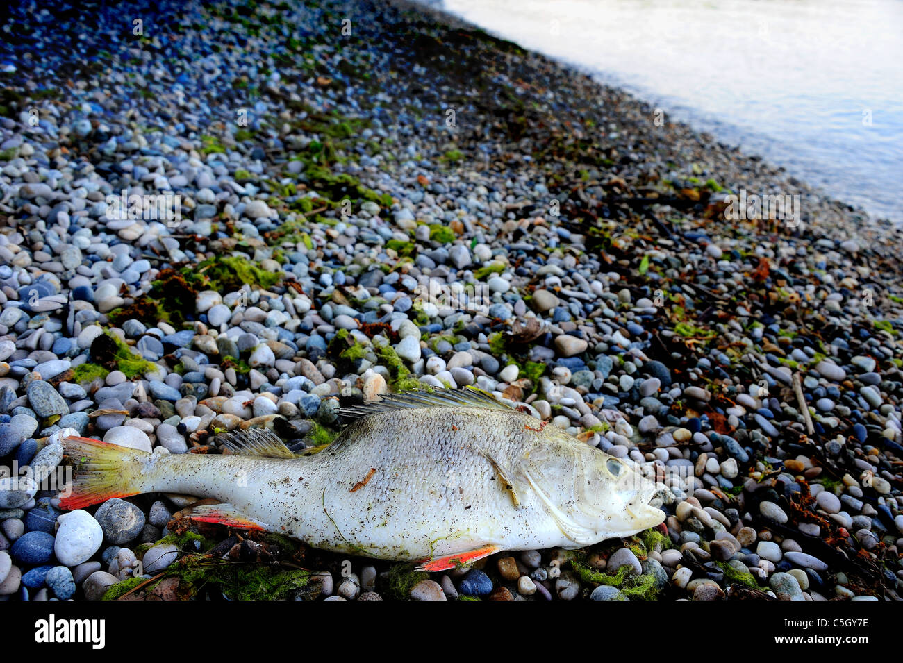 Dead fish on a pebbly shore Stock Photo - Alamy