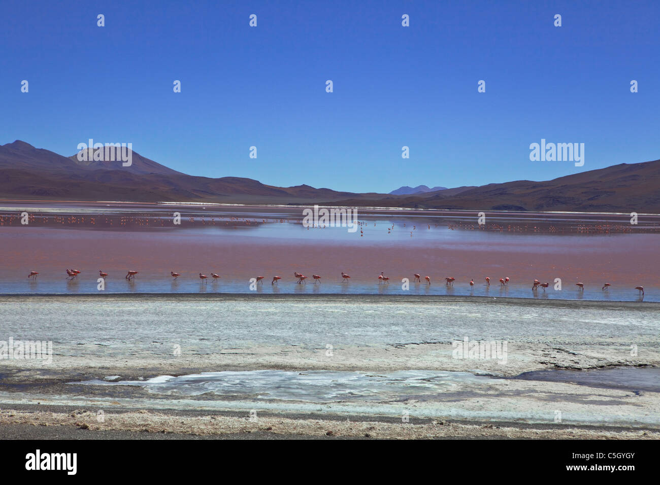 Flamingos feed in the algae-rich waters of Laguna Colorada, Atacama ...