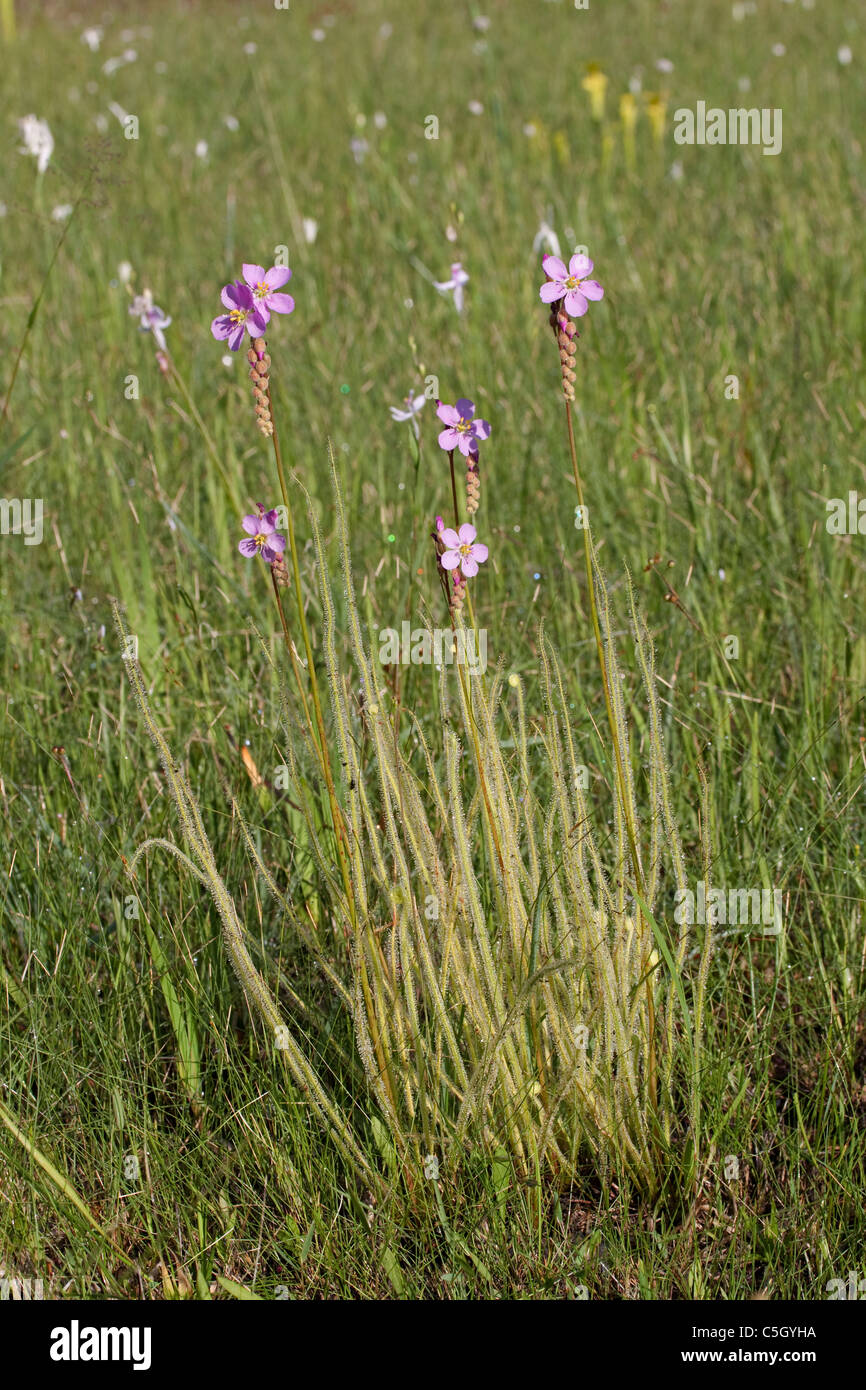 Thread leaved hi-res stock photography and images - Alamy
