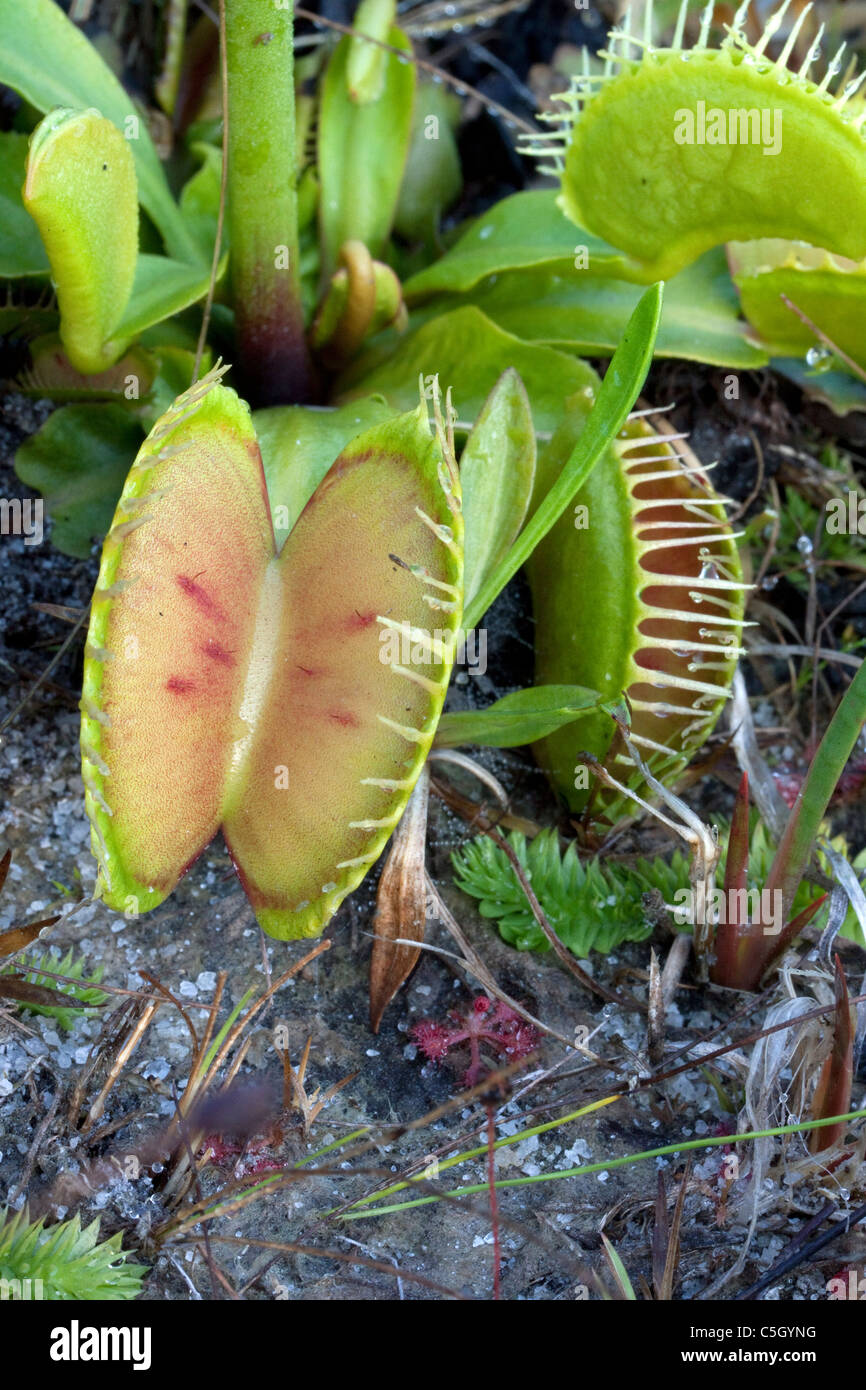 Venus Flytrap Dionaea muscipula open traps Southeastern USA ...