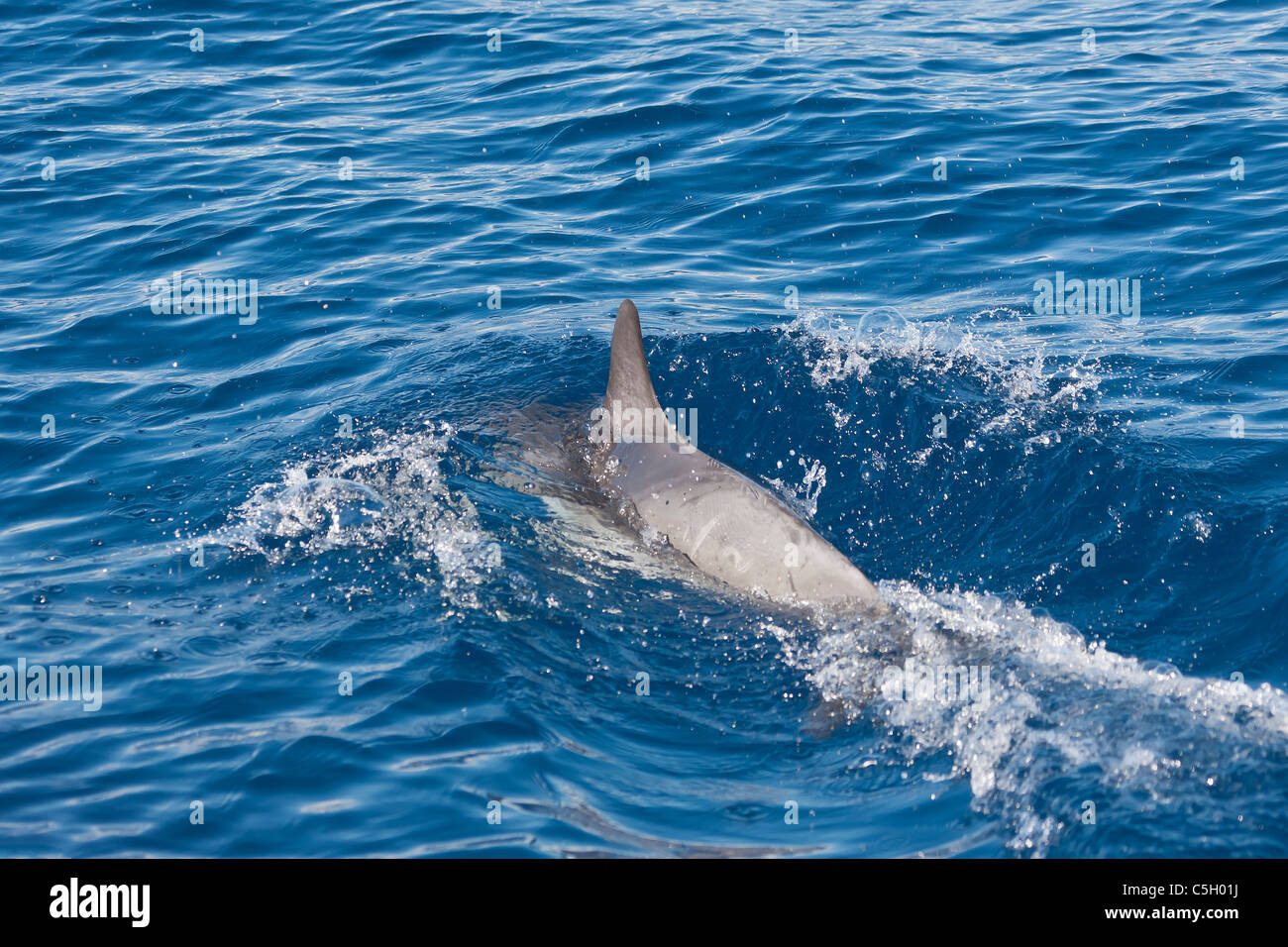 Atlantic Spotted Dolphin (Stenella frontalis) porpoising in the ...