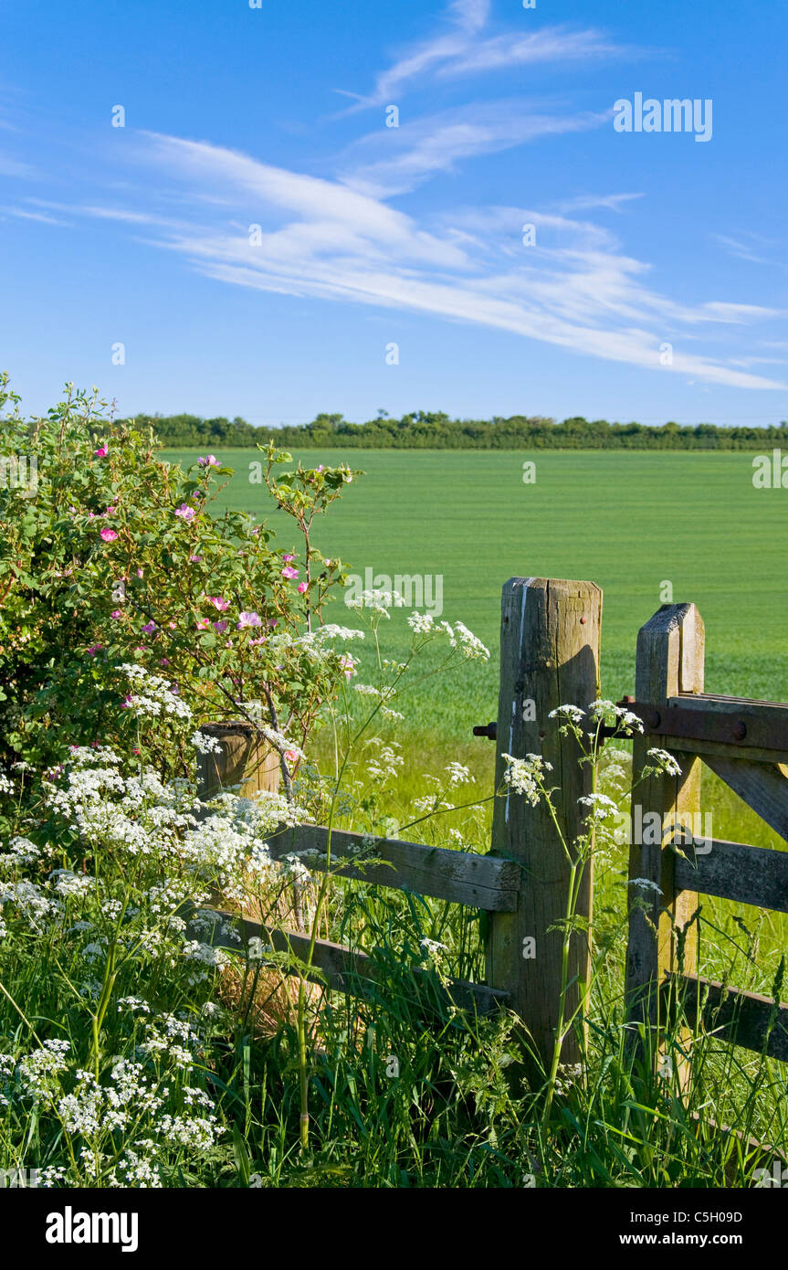 Hedge and gate with field and wild flowers near Coldstraem Stock Photo ...