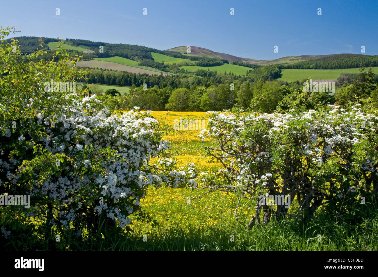 Mayflower hawthorn hedge hi-res stock photography and images - Alamy