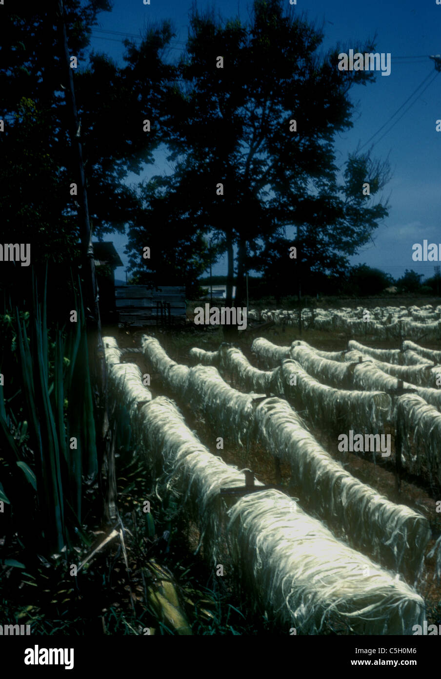 Sisal farm hi-res stock photography and images - Alamy