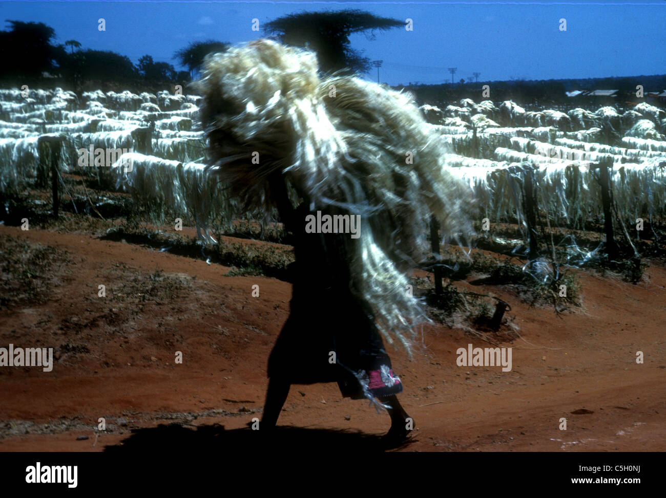 Sisal farm kenya hi-res stock photography and images - Alamy
