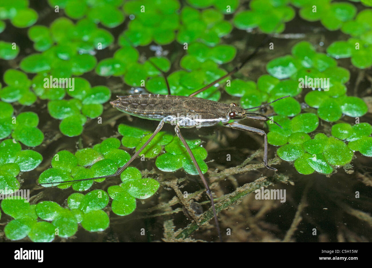Jesus bugs hi-res stock photography and images - Alamy