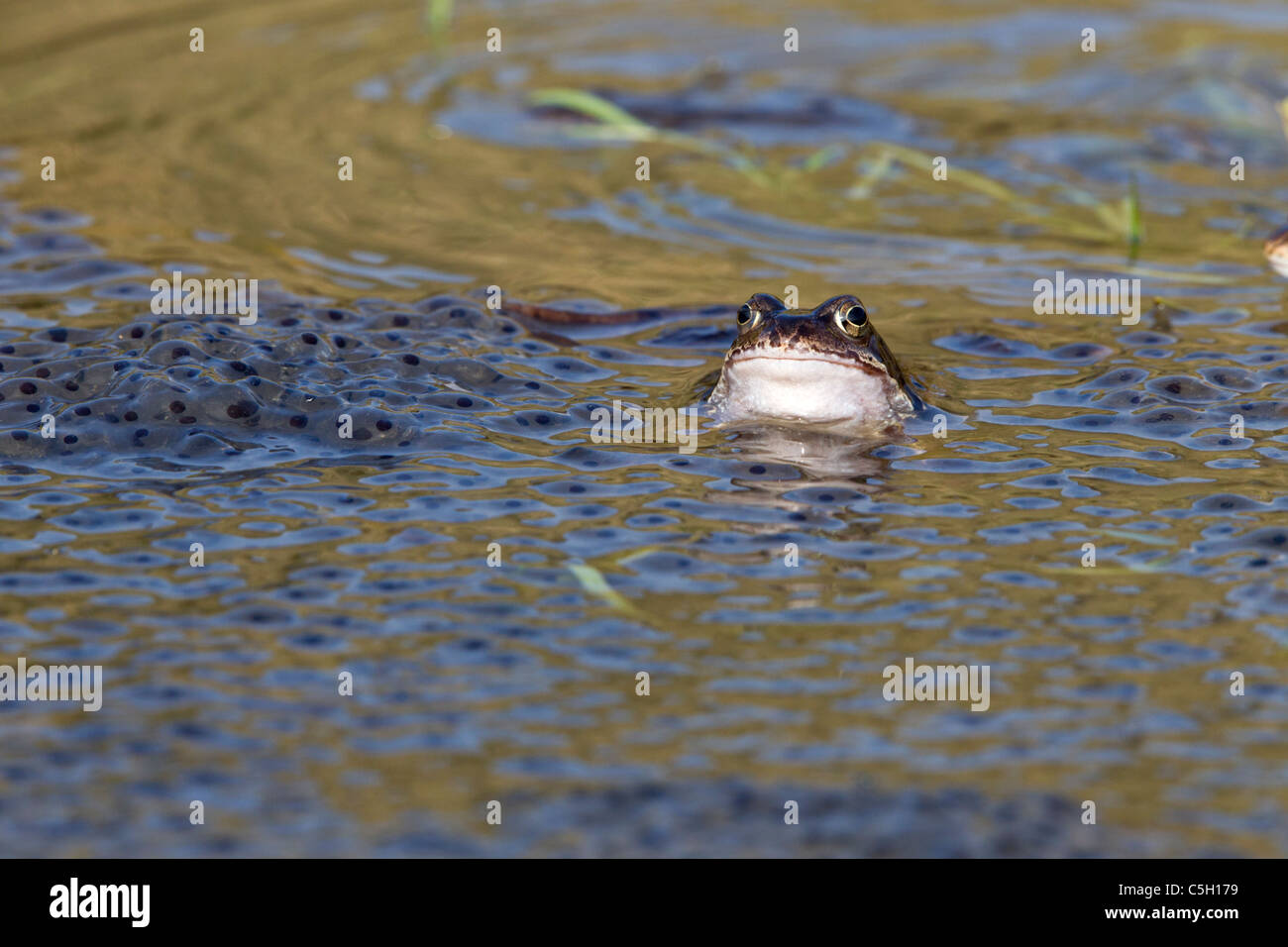 Common Frog and frog spawn Stock Photo - Alamy
