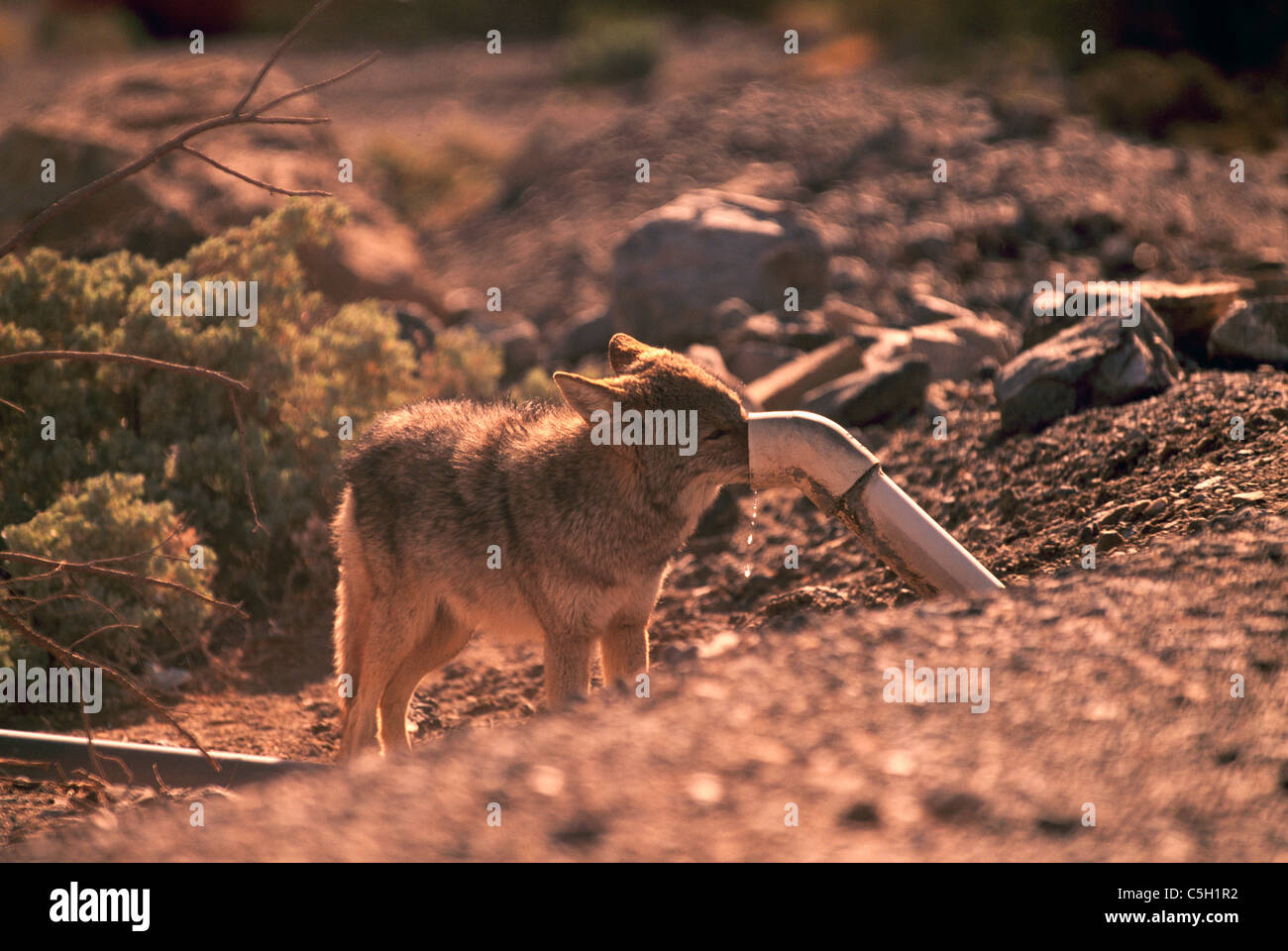 Coyote (Canis latrans) drinking Water from a Pipe, Death Valley ...