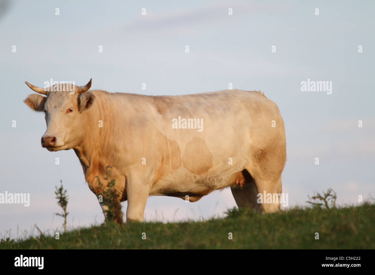 a white bullock cow Stock Photo - Alamy