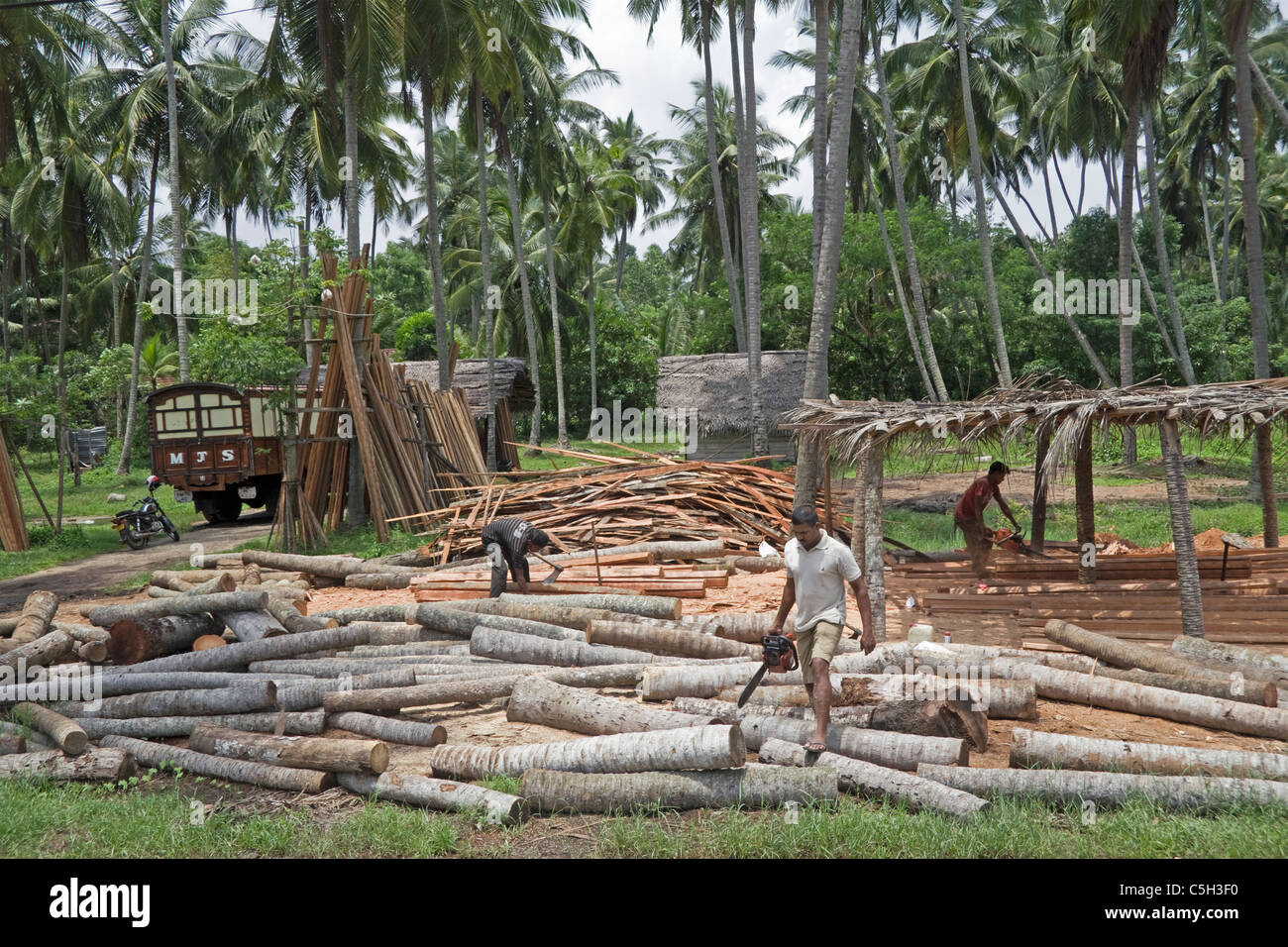 Electrical saw ecology sri lankan workers logging trees tropical forest ...