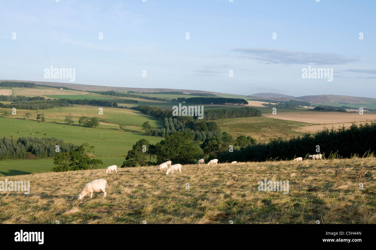 Scottish Borders farmland with sheep Stock Photo - Alamy
