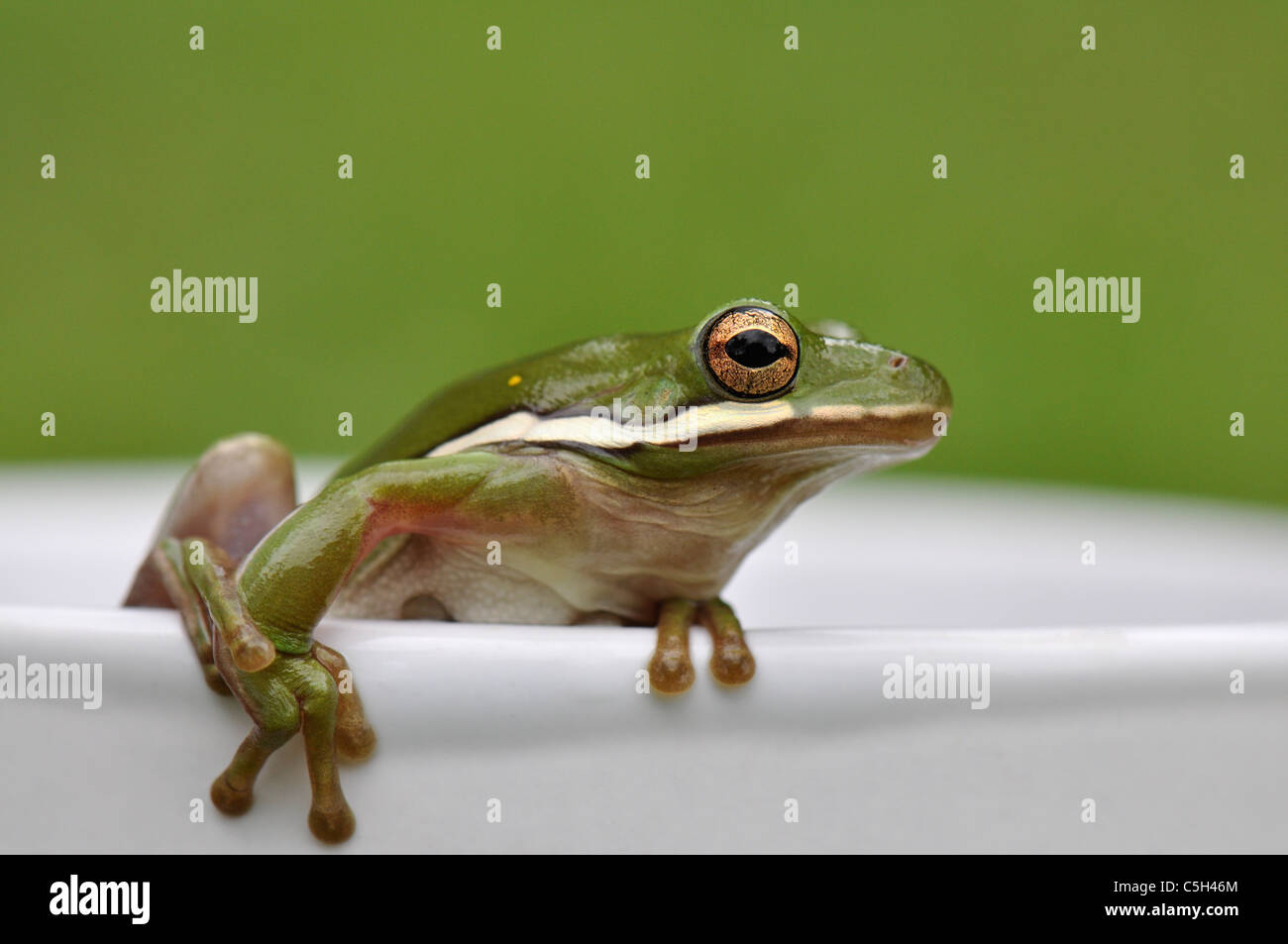 Coffee frog hi-res stock photography and images - Alamy