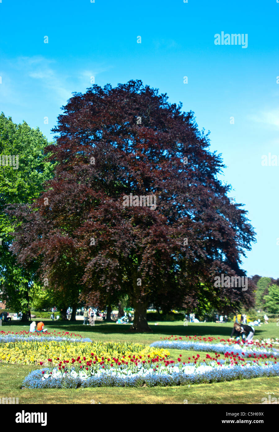 Clumber park nottinghamshire hi-res stock photography and images - Alamy