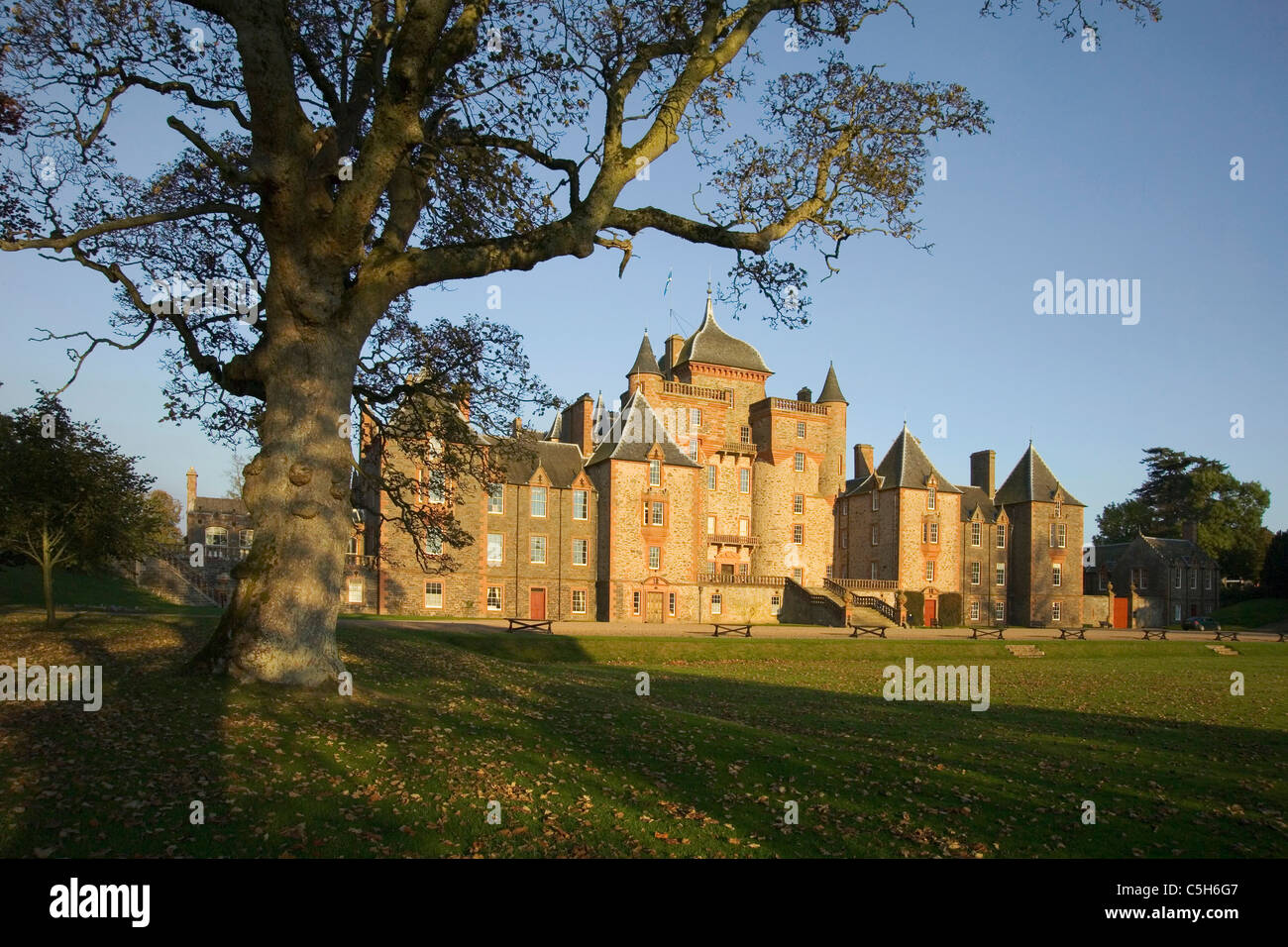 Beech tree scotland hi-res stock photography and images - Alamy