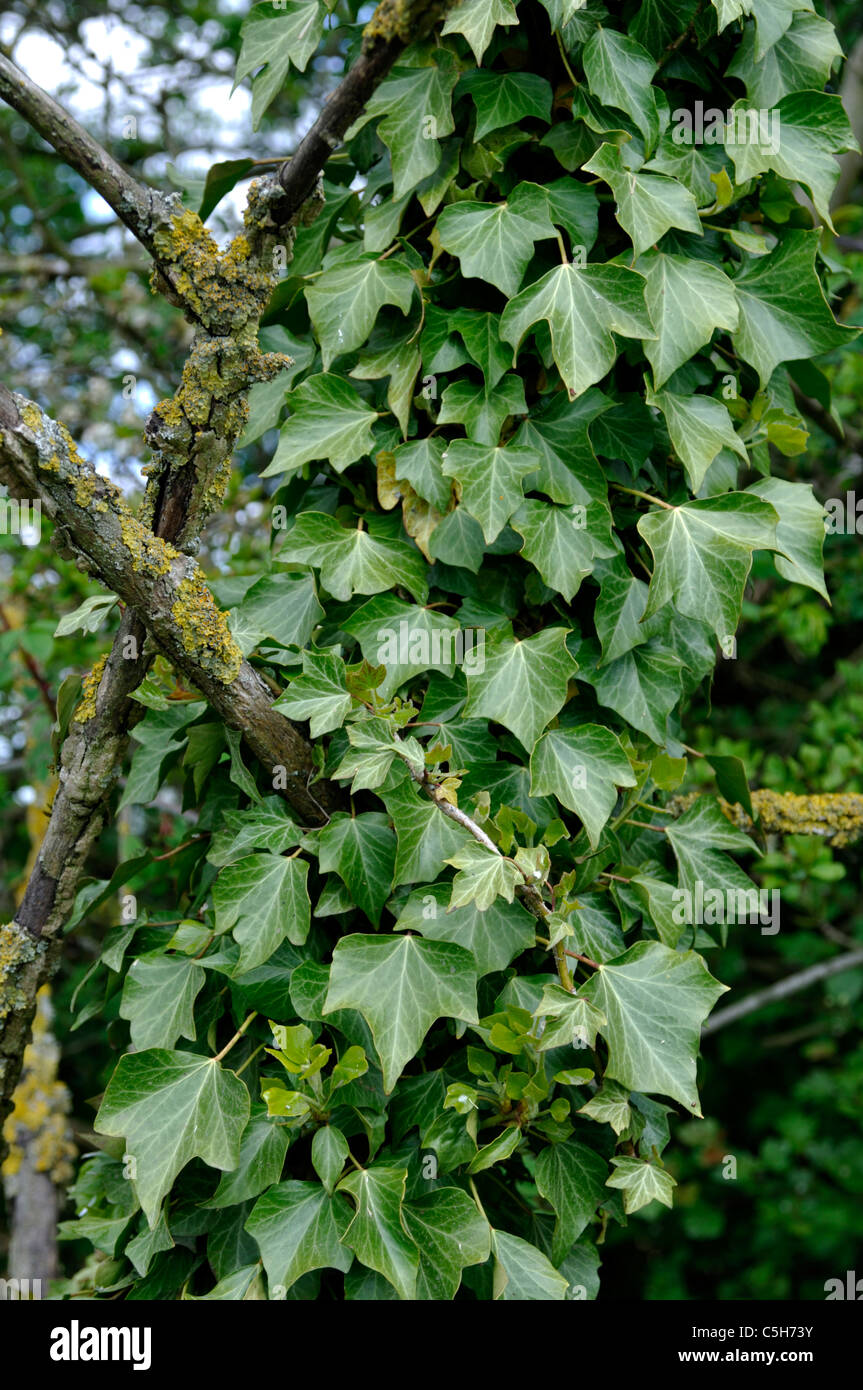 Ivy (Hedera sp.) climbing up a Tree Trunk Stock Photo - Alamy