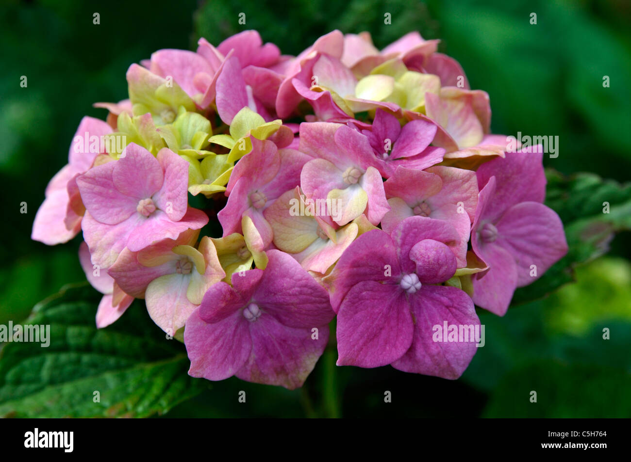 Pink Hydrangea macrophylla Flower Head Stock Photo - Alamy