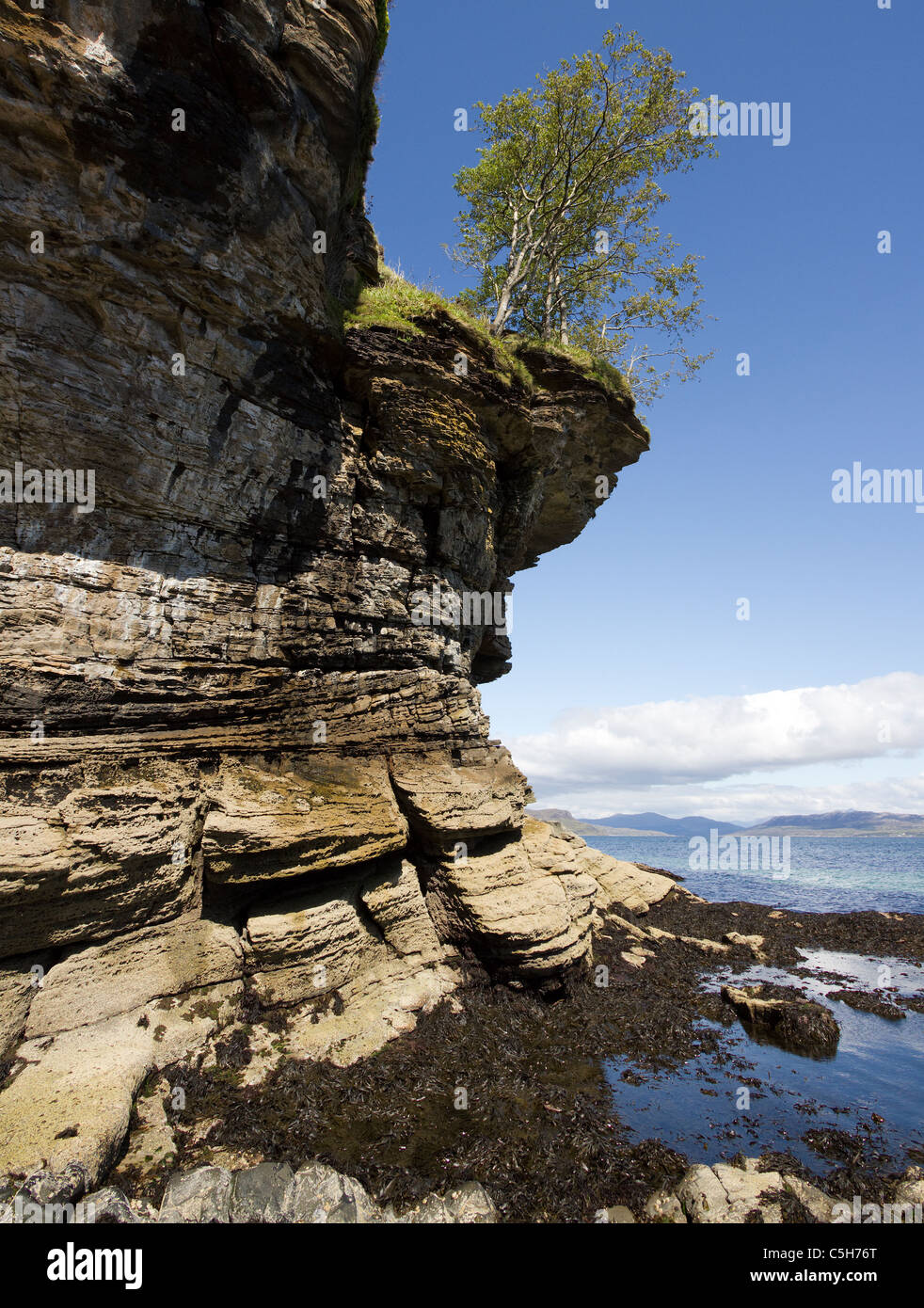 Overhanging birch trees on eroded rocky sea cliffs on the shores of ...