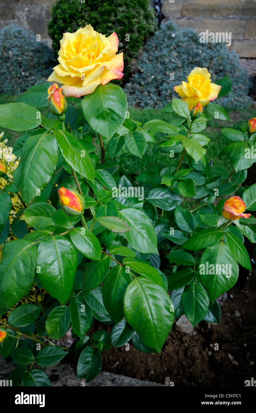 Yellow Rose (Rosa sp Stock Photo - Alamy