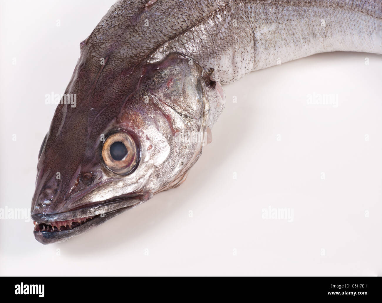 A fresh whiting Stock Photo - Alamy