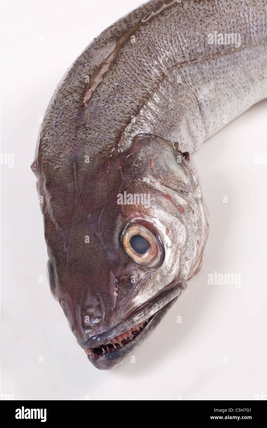 A fresh whiting Stock Photo - Alamy