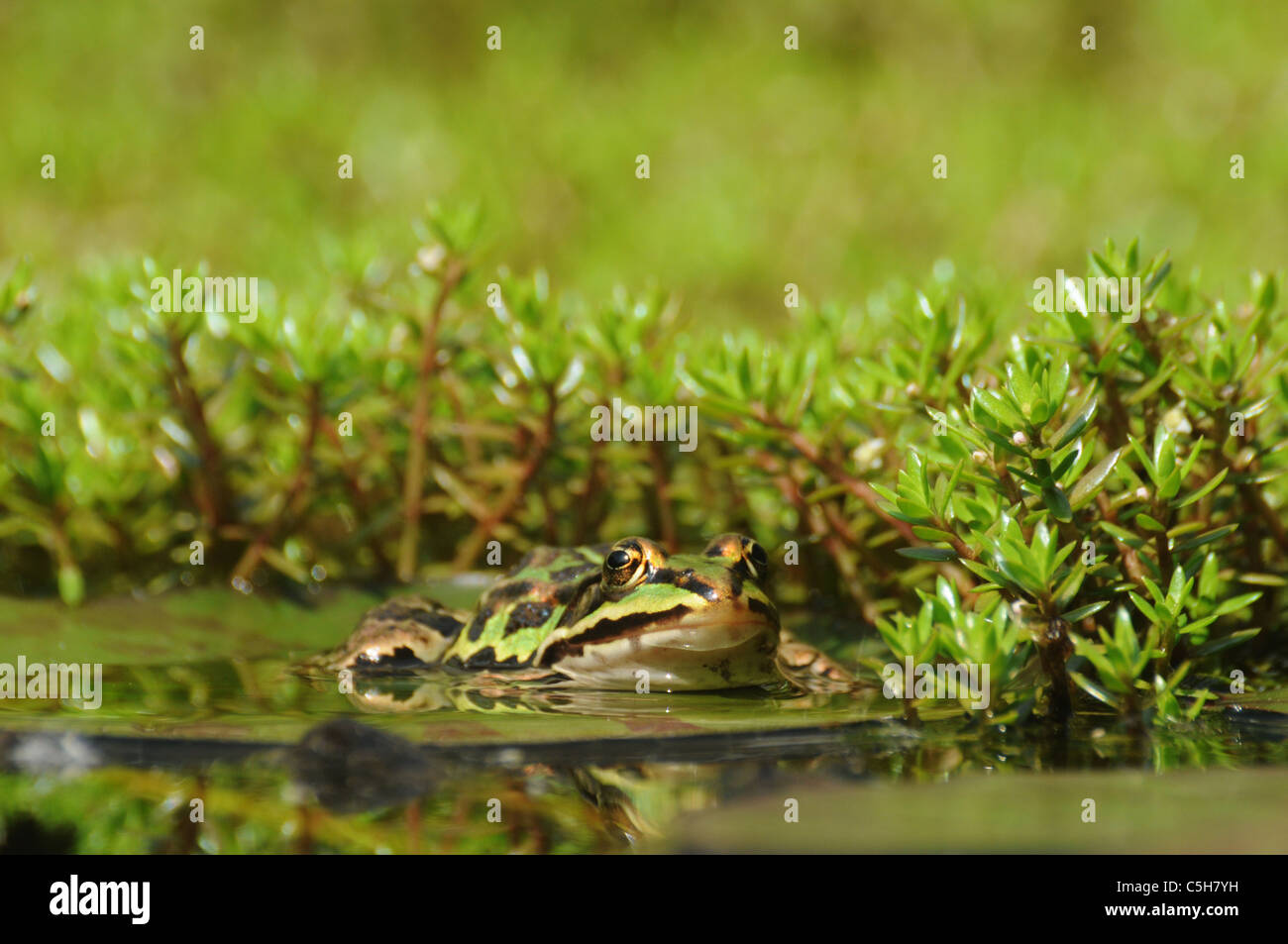 Green frog in pond Stock Photo - Alamy
