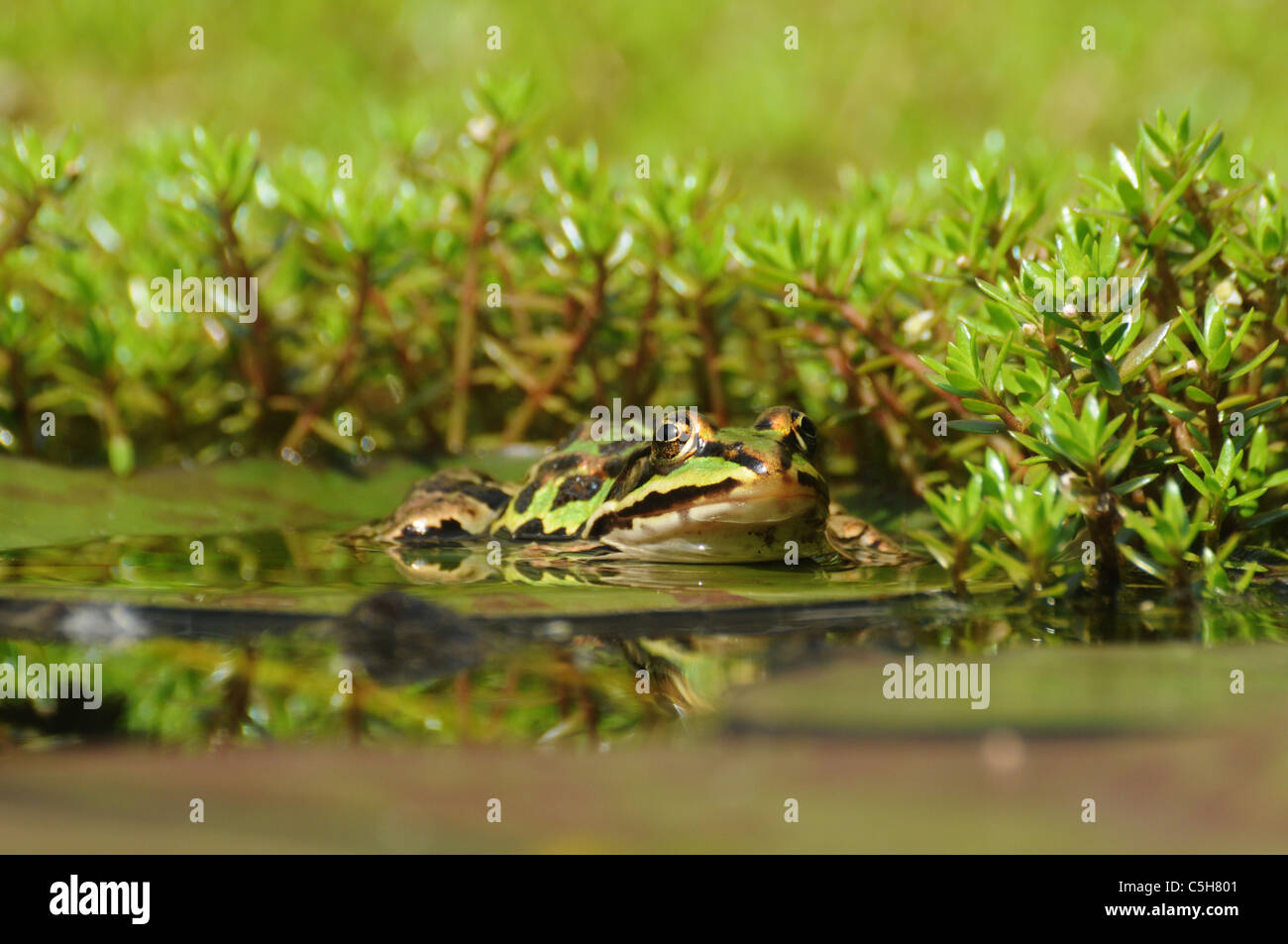Frog waiting for insects hi-res stock photography and images - Alamy