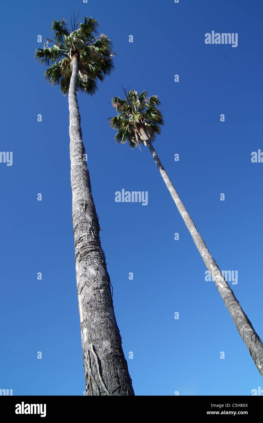 Two palm trees against the bright blue sky Stock Photo - Alamy