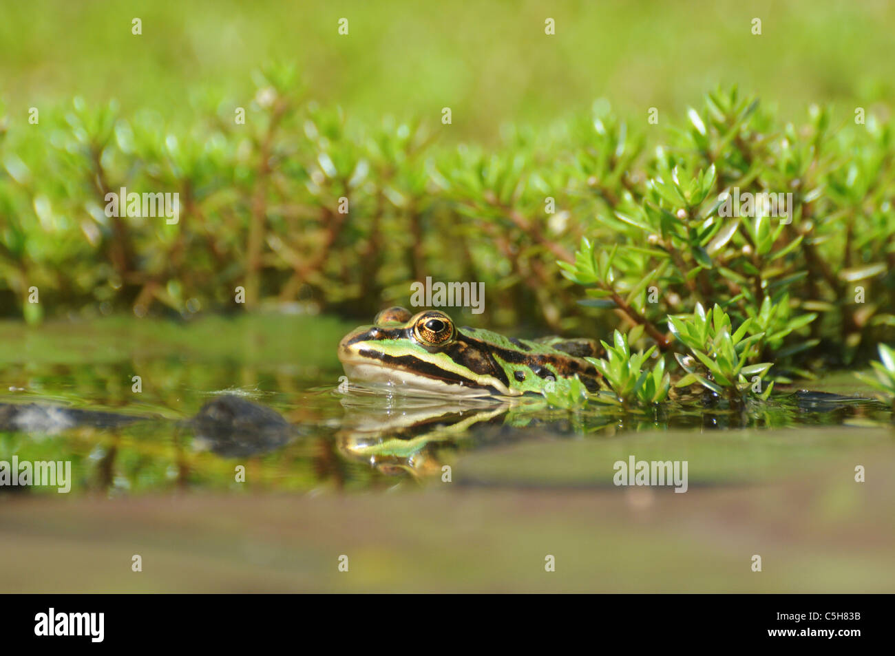 Green frog in pond Stock Photo - Alamy