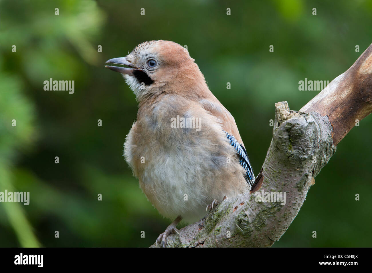 Juvenile Jay calling to parent Stock Photo - Alamy