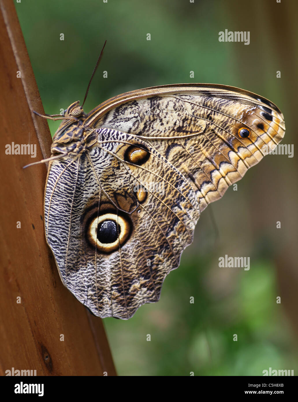 The warding eye hi-res stock photography and images - Alamy