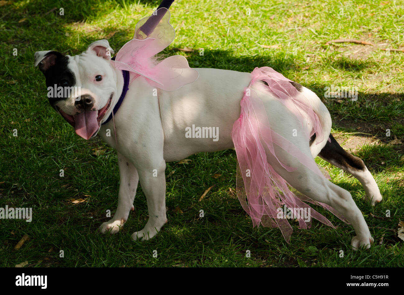dog in the park in pink Stock Photo - Alamy