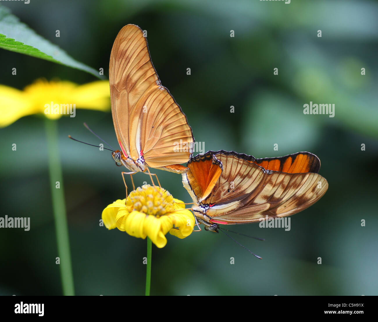 Julia butterflies hi-res stock photography and images - Alamy