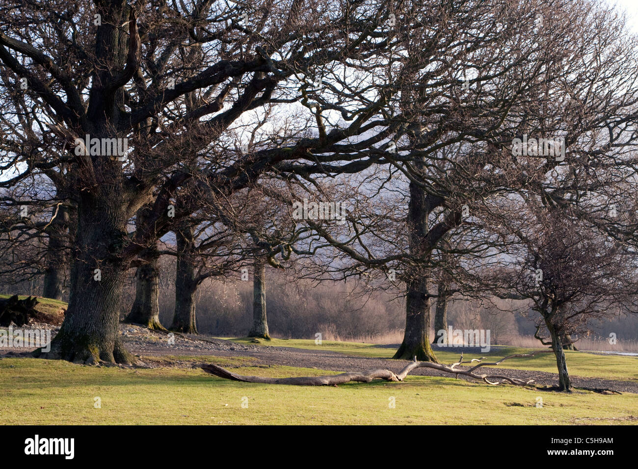 English trees in the winter hi-res stock photography and images - Alamy
