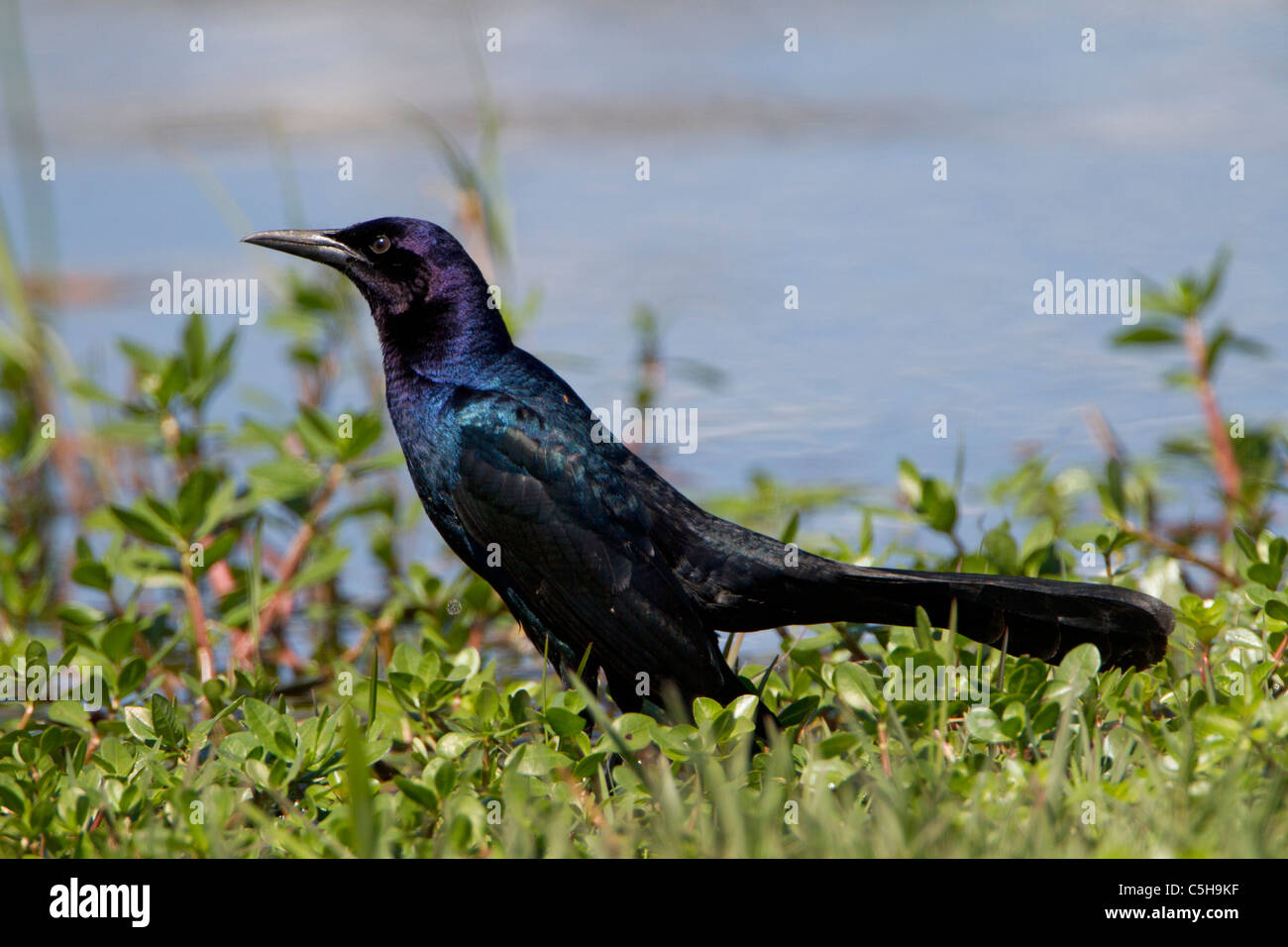 Male Boat tailed Grackle (Quiscalus major Stock Photo - Alamy